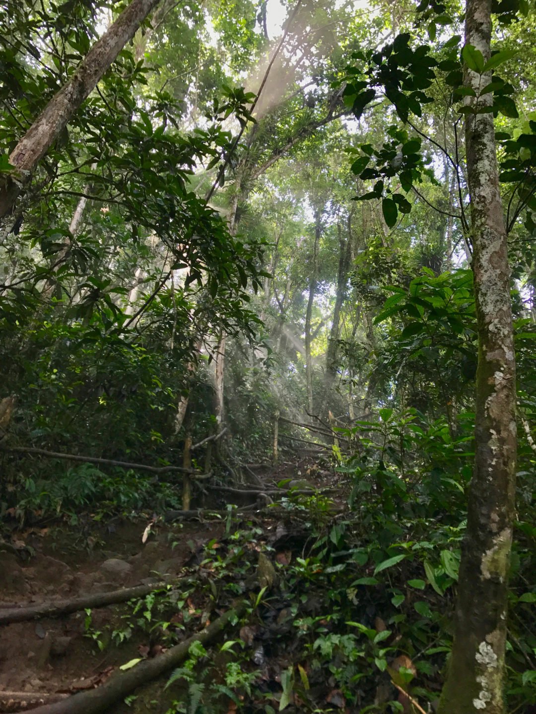 Hiking the Gros Pitons in St. Lucia - what to expect & what to bring